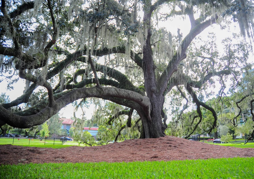 Orlando's Significant Trees - City of Orlando