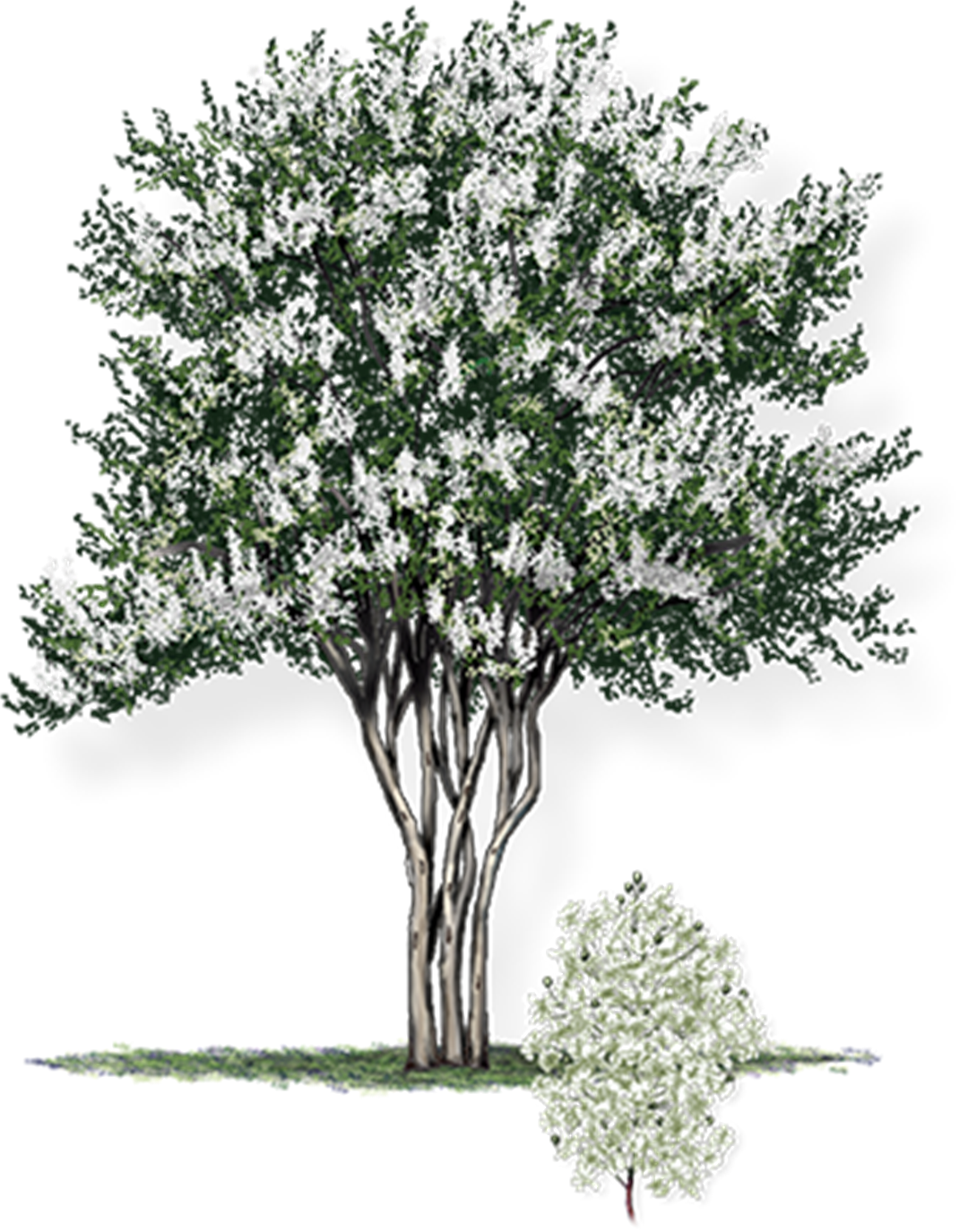 Natchez Crepe Myrtle Tree Lagerstroemia Indica 'Natchez' Crape