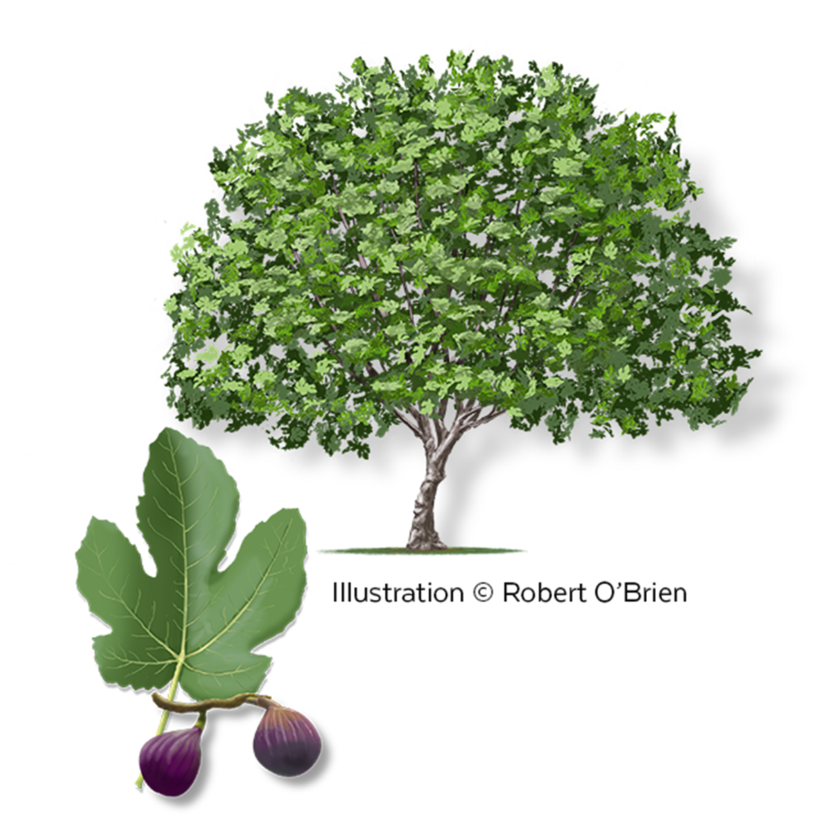 Brown Turkey Fig Ficus Brown Turkey Hardy Fig Sugar Creek Gardens