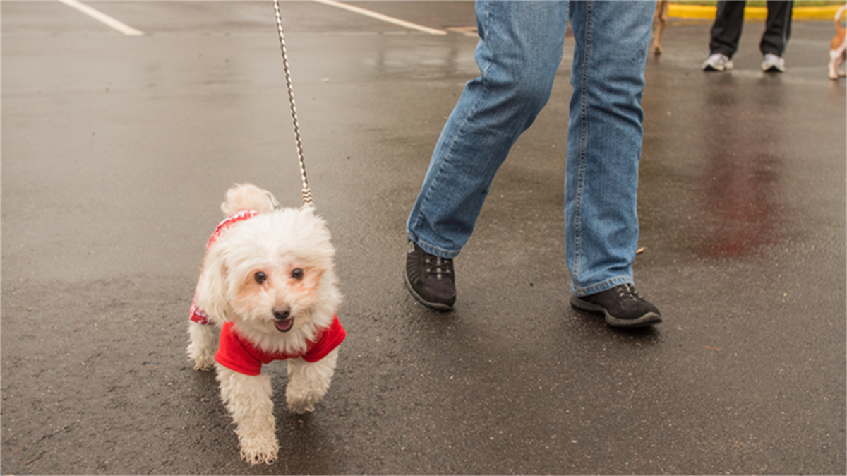 Orlando Police Department Dog Walker Watch - City of Orlando