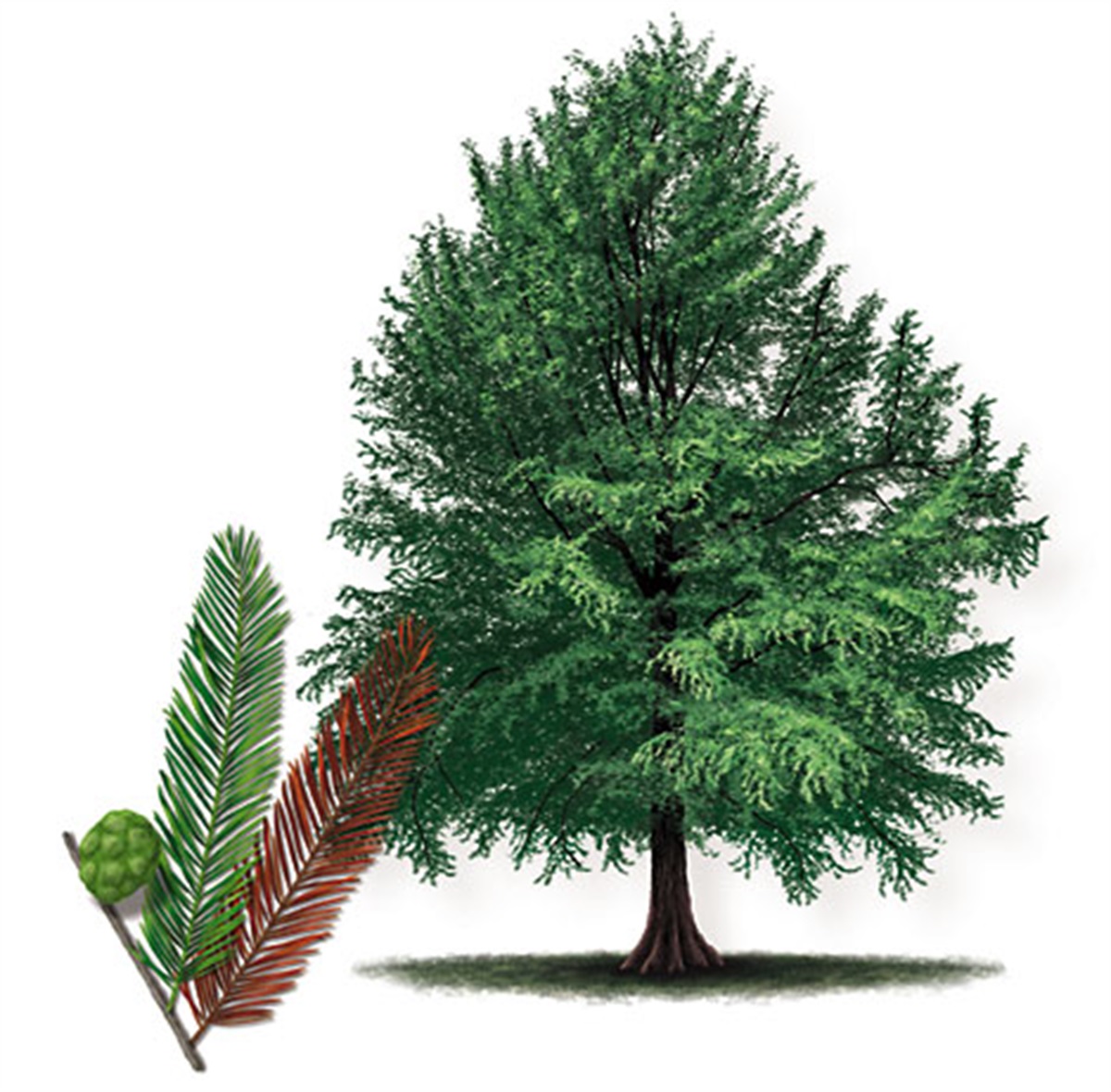 Bald Cypress Tree Florida Small Bald Cypress Trees Growing Near