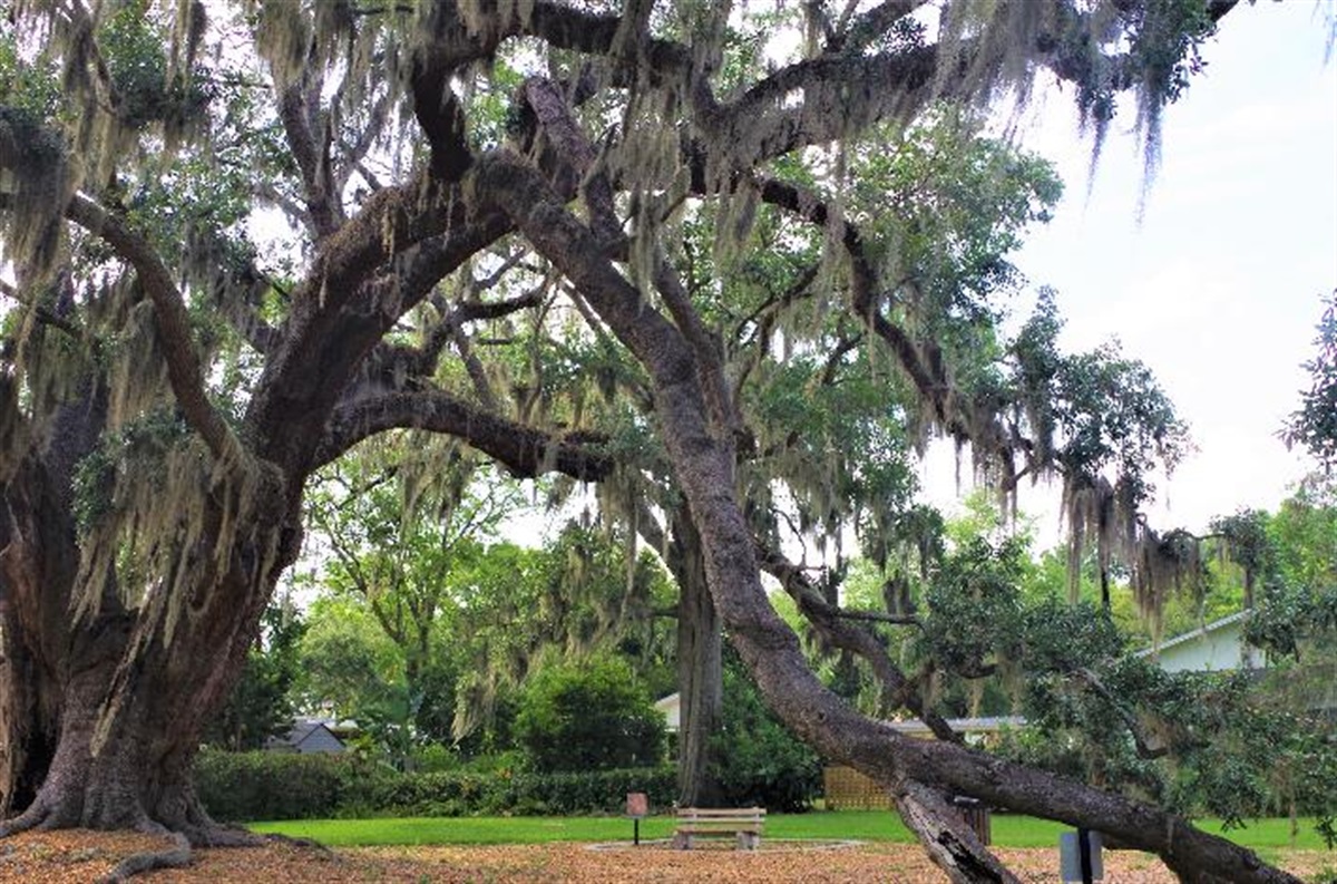 Big Tree Park - City of Orlando
